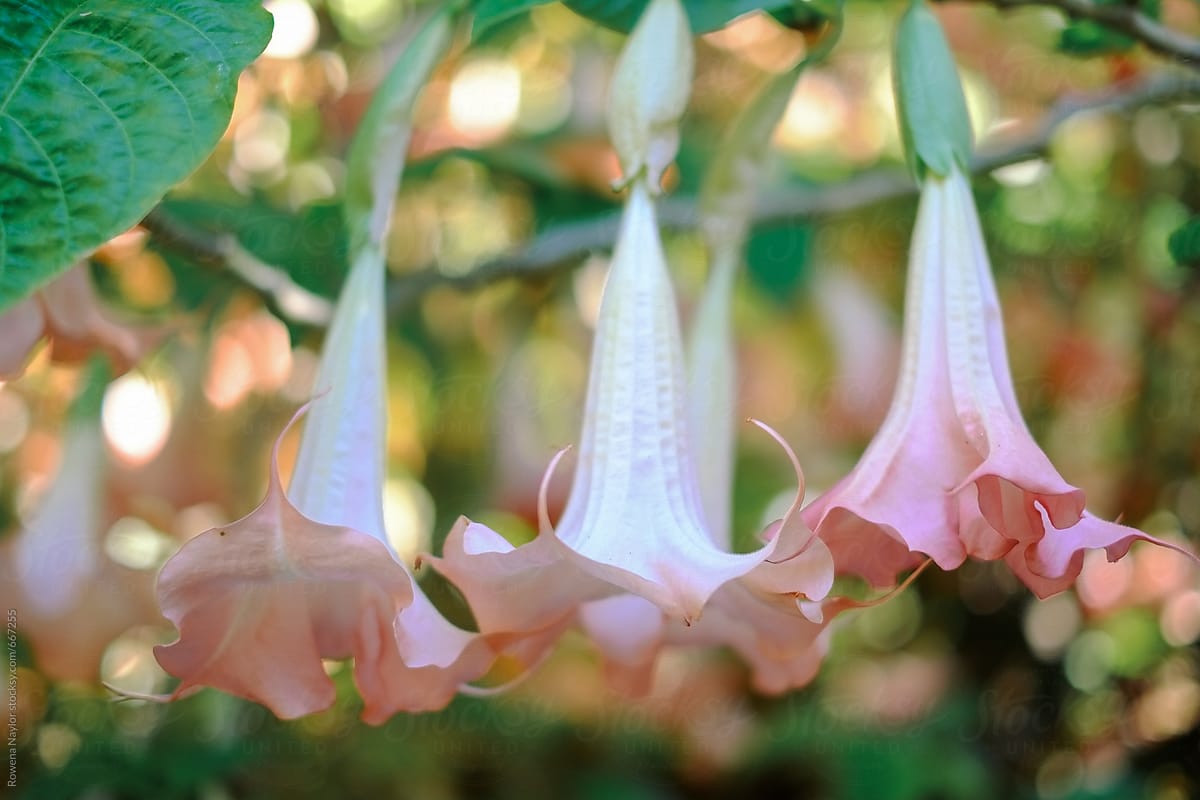 "Pink Angel's Trimpet Flower In Country Homestead Garden" by Stocksy ...