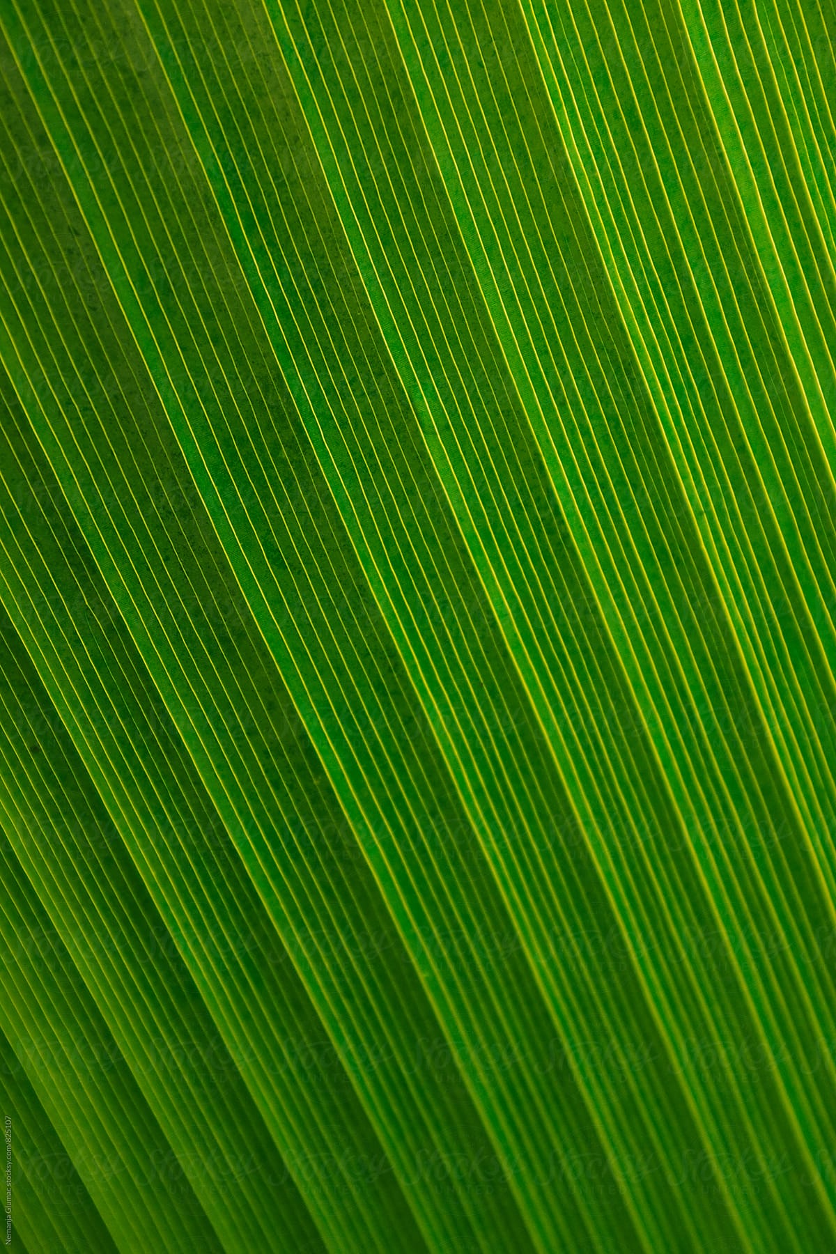 "Beautiful Green Leaf Texture" by Stocksy Contributor "Nemanja Glumac ...