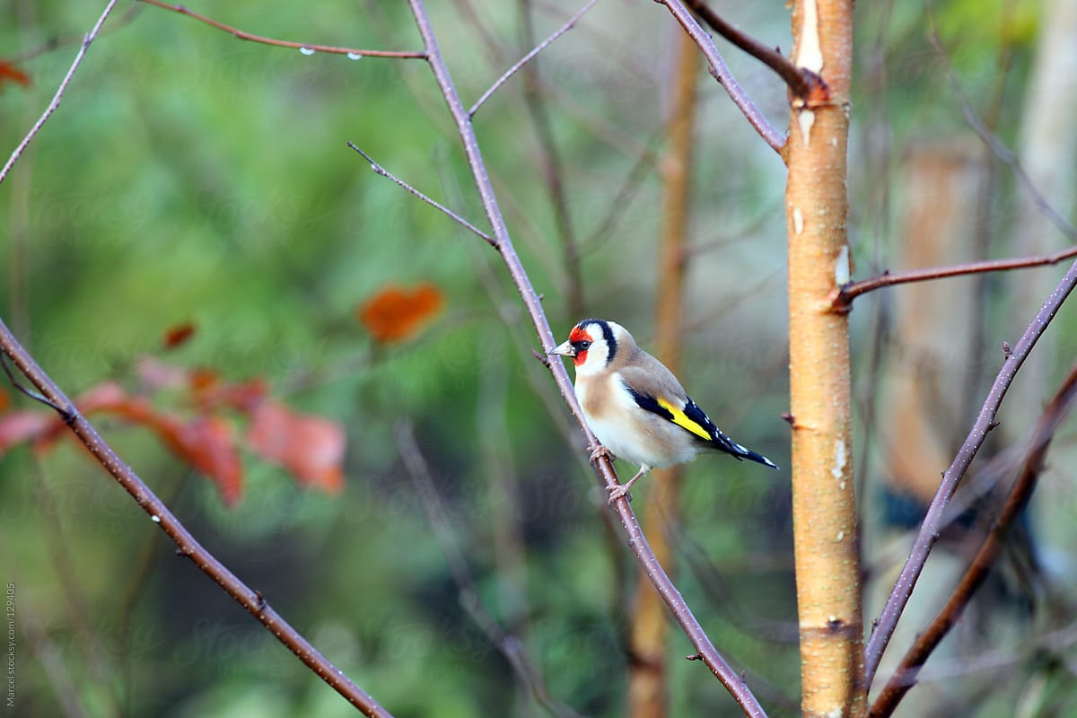 "European Goldfinch" by Stocksy Contributor "Marcel" - Stocksy