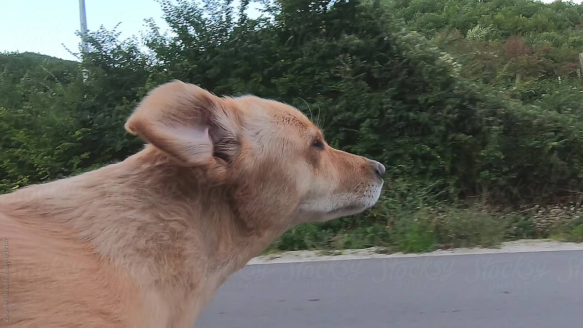 "UGC Dog Rides In Car" by Stocksy Contributor "Zoran Milich" - Stocksy