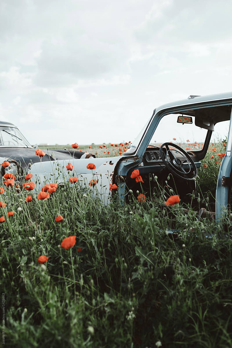 "Abandoned Car In A Poppy Field" by Stocksy Contributor "Jovana Rikalo ...