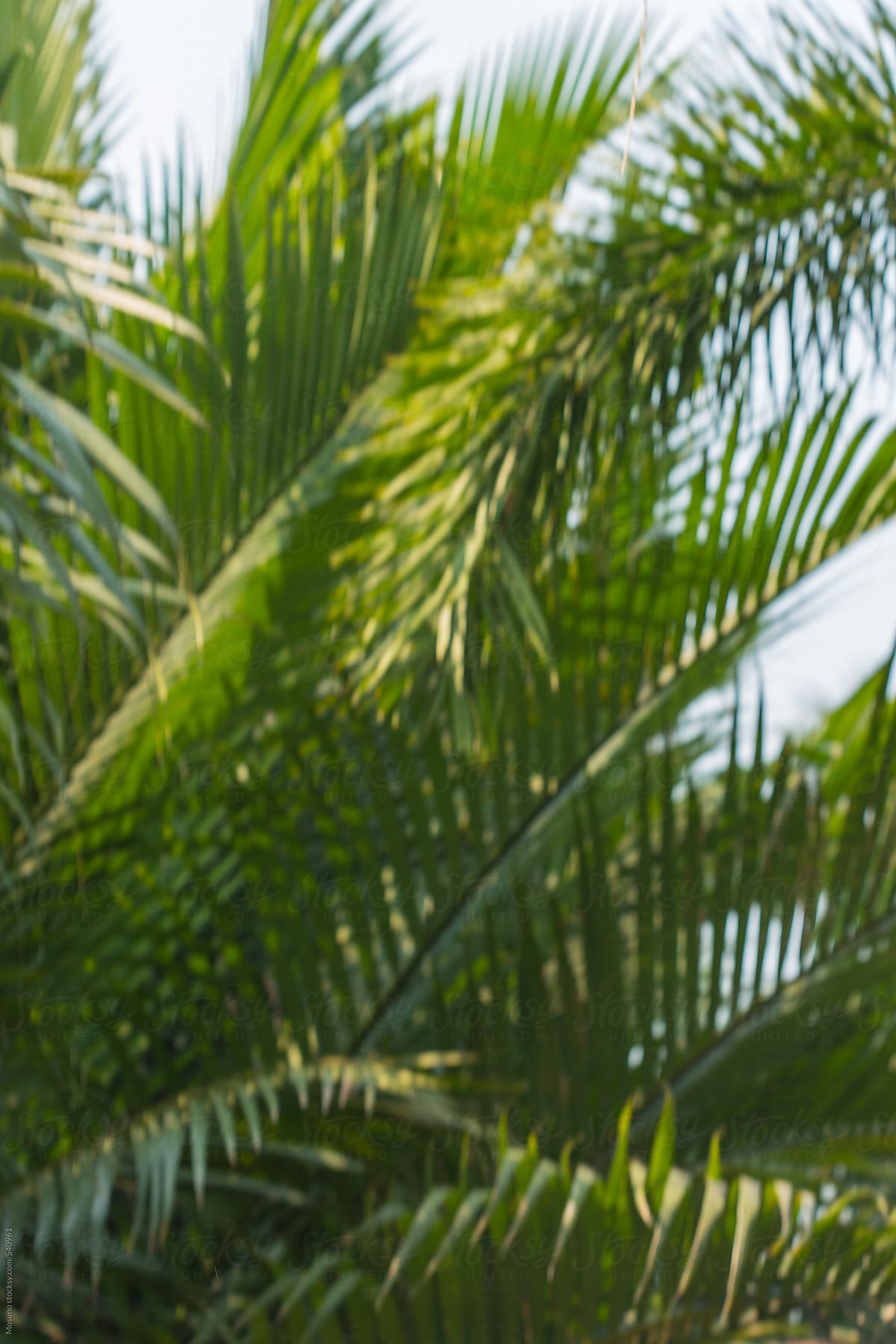 "Palm Tree Leaves As A Background" by Stocksy Contributor "Mosuno ...