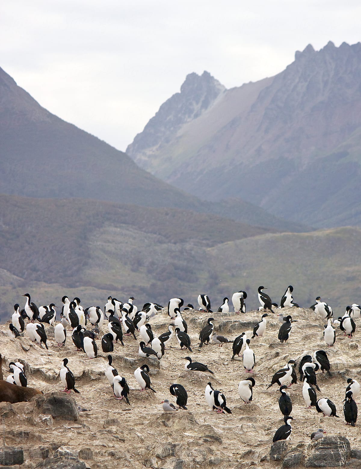 "Beagle Channel Penguins" by Stocksy Contributor "Jon Attaway" - Stocksy