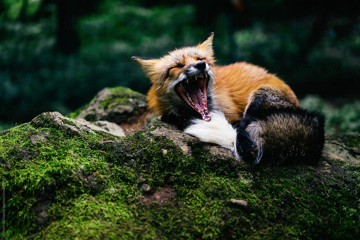 "Yawning Red Fox" by Stocksy Contributor "Manuel Chillagano" - Stocksy