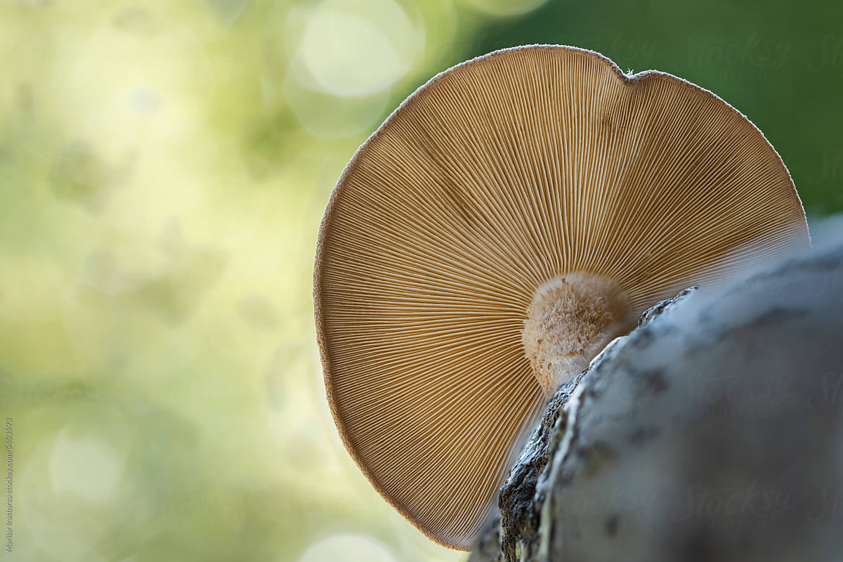 "Underside Of A Shiitake Mushroom" by Stocksy Contributor "Marilar ...