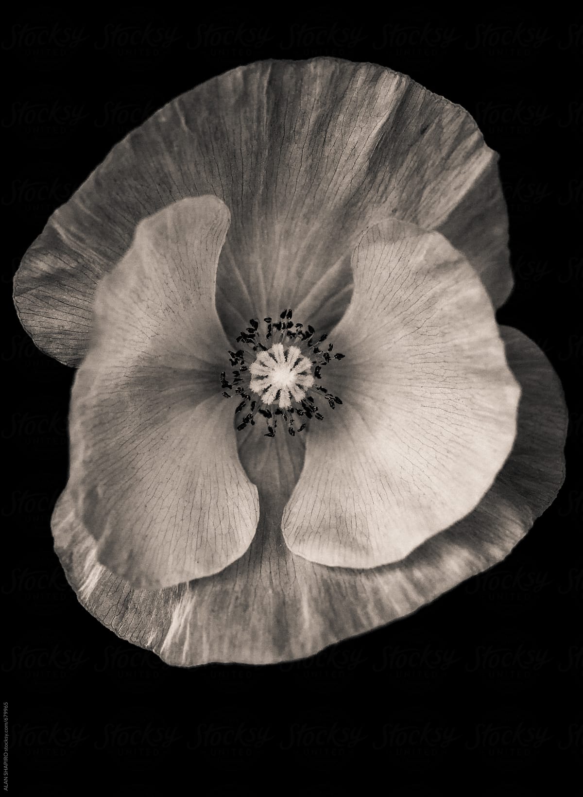 "Poppy In Monochrome" by Stocksy Contributor "ALAN SHAPIRO" - Stocksy