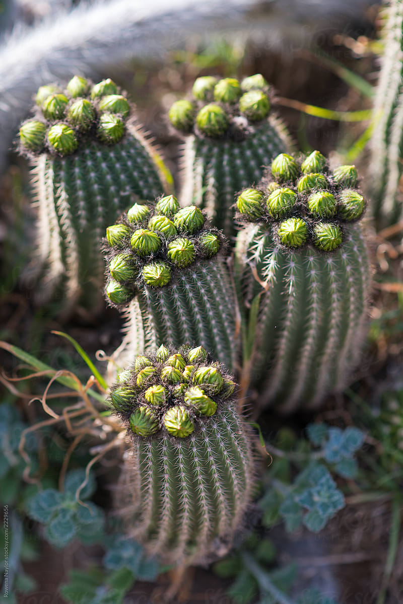 "Spikey Cactus With Flowers About To Blossom" by Stocksy Contributor ...