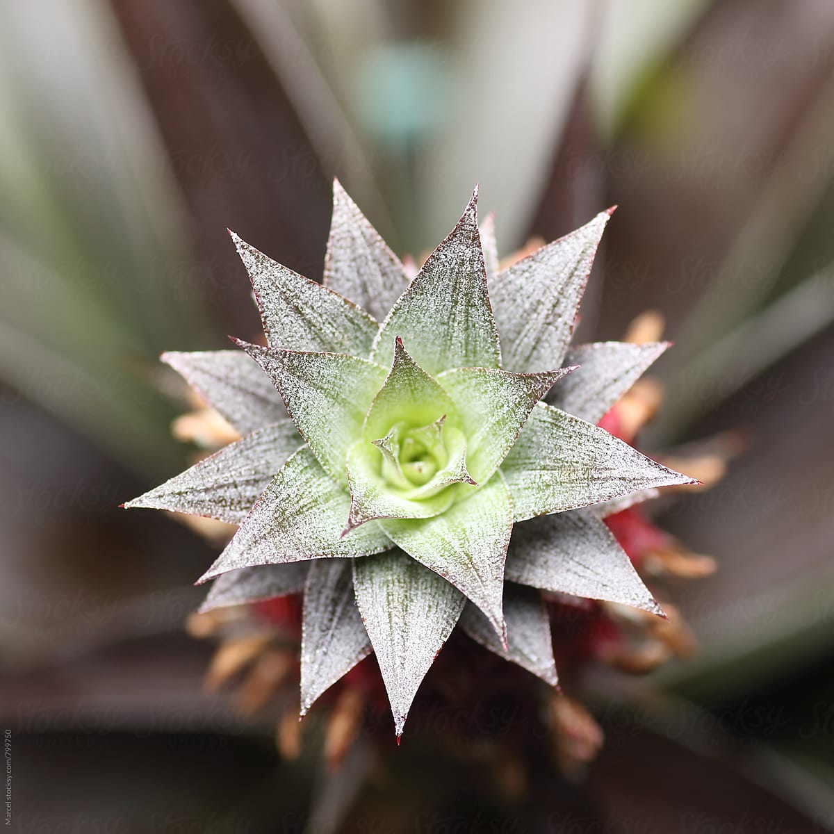 "Ananas Plant Seen From Above" by Stocksy Contributor "Marcel" - Stocksy