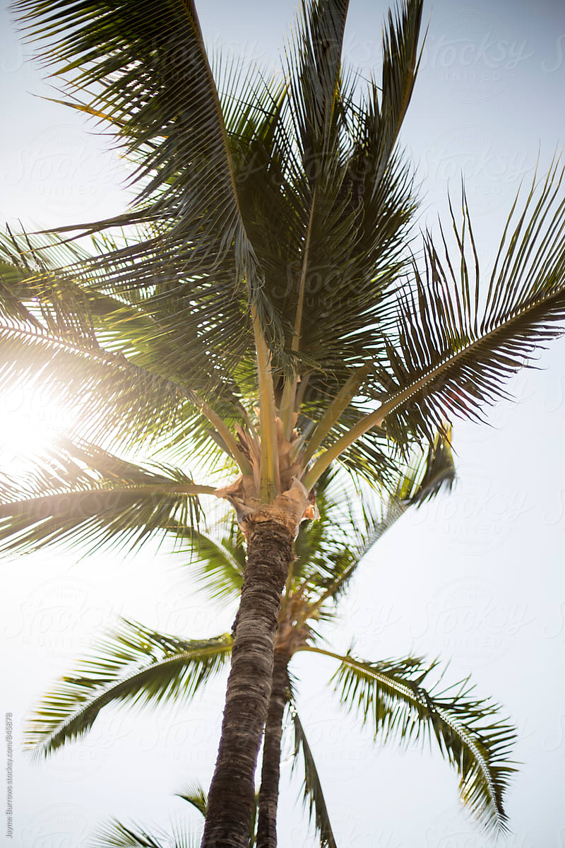 "Single Palm" by Stocksy Contributor "Jayme Burrows" - Stocksy