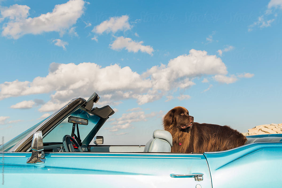 "Road Trip Dog Sitting In Back Of Convertible Car" by Stocksy ...