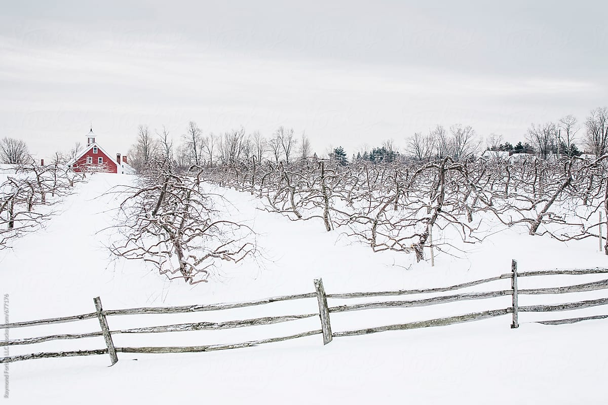 "New Hampshire Apple Farm In Winter" by Stocksy Contributor "Raymond ...