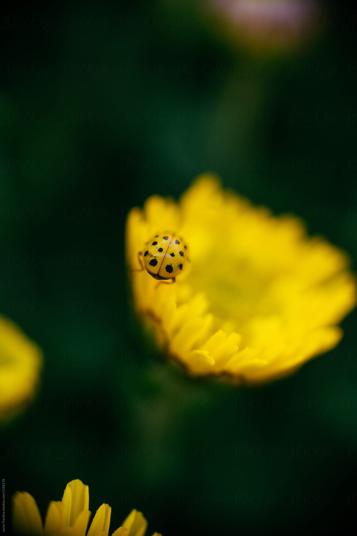 "Detail Of A Tiny Ladybug In The Gardens" by Stocksy Contributor ...