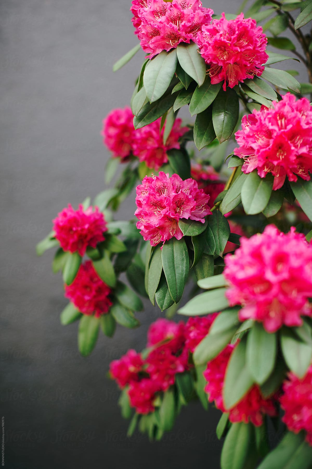 "Closeup Of Red Flowers." by Stocksy Contributor "BONNINSTUDIO " - Stocksy