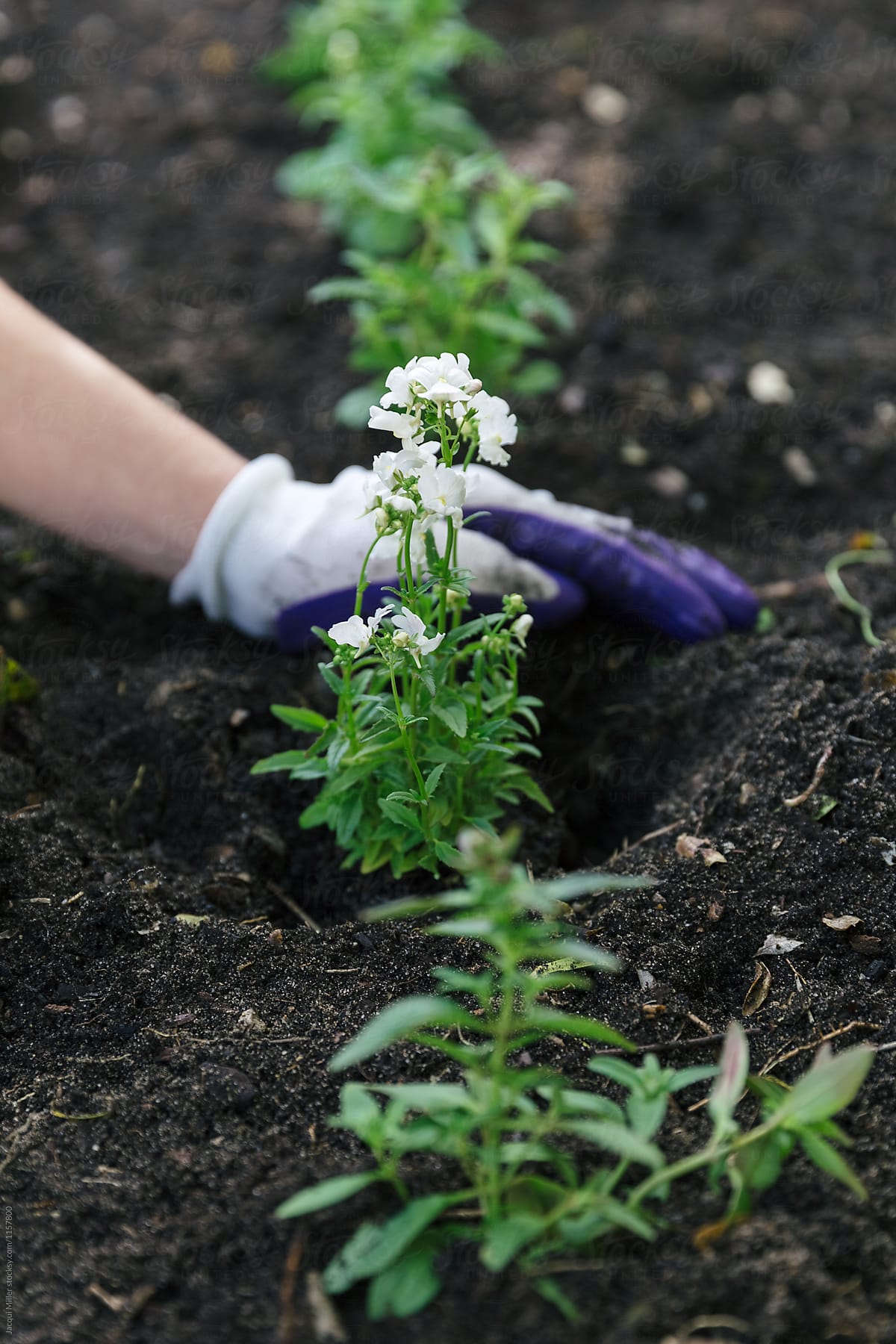 "Row Of Newly Planted Border Flowers" by Stocksy Contributor "Jacqui ...