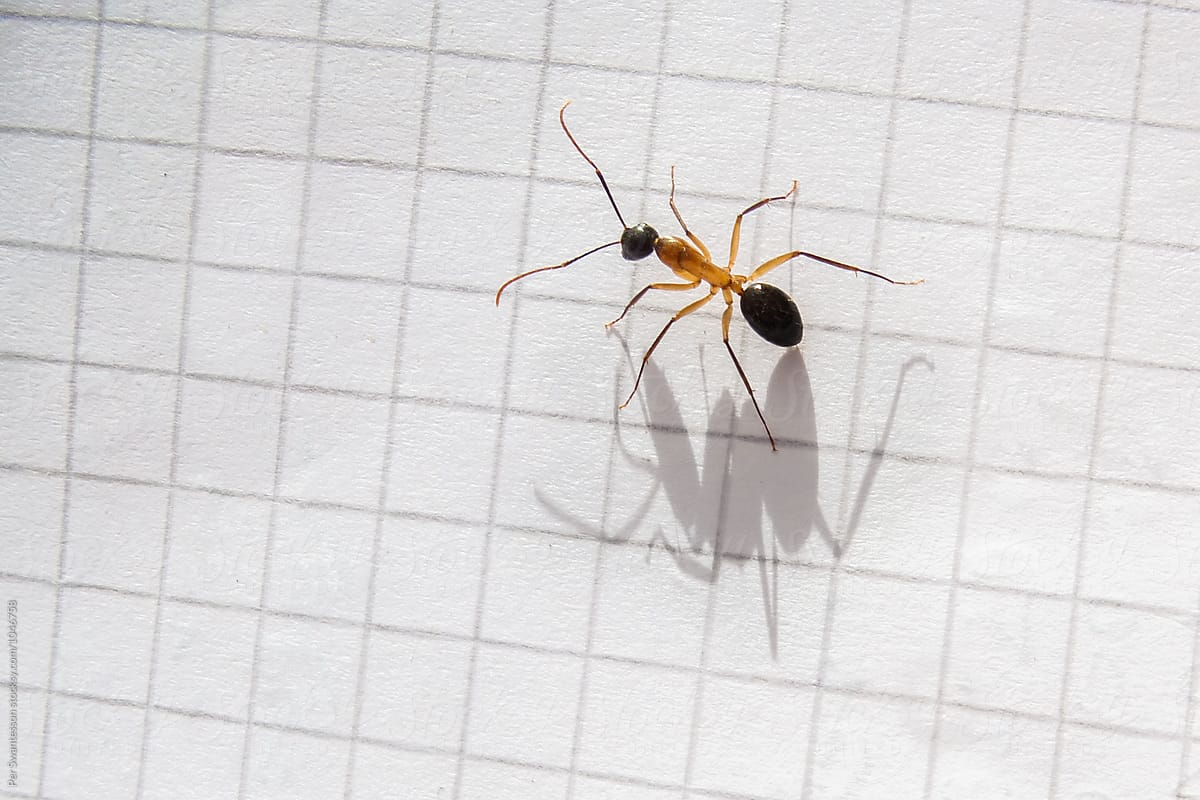"Ant Running On Piece Of Office Paper" by Stocksy Contributor "PER ...