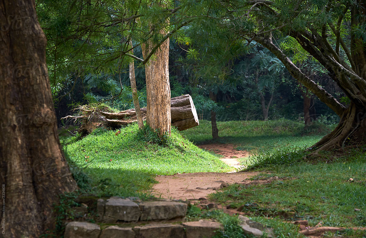 "Peaceful Woods, Travel In Sri Lanka." by Stocksy Contributor "ChaoShu ...