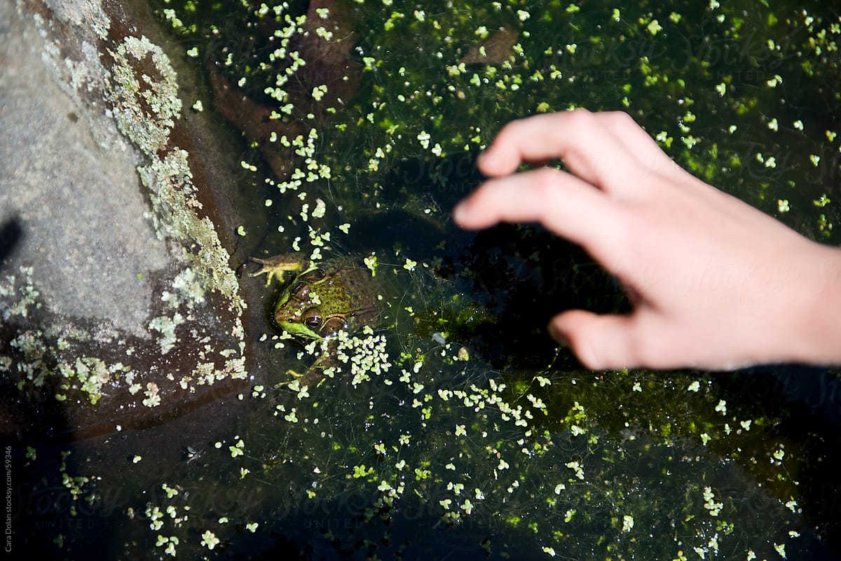 "Child's Hand Reaches In To Catch A Frog In A Pond" by Stocksy ...