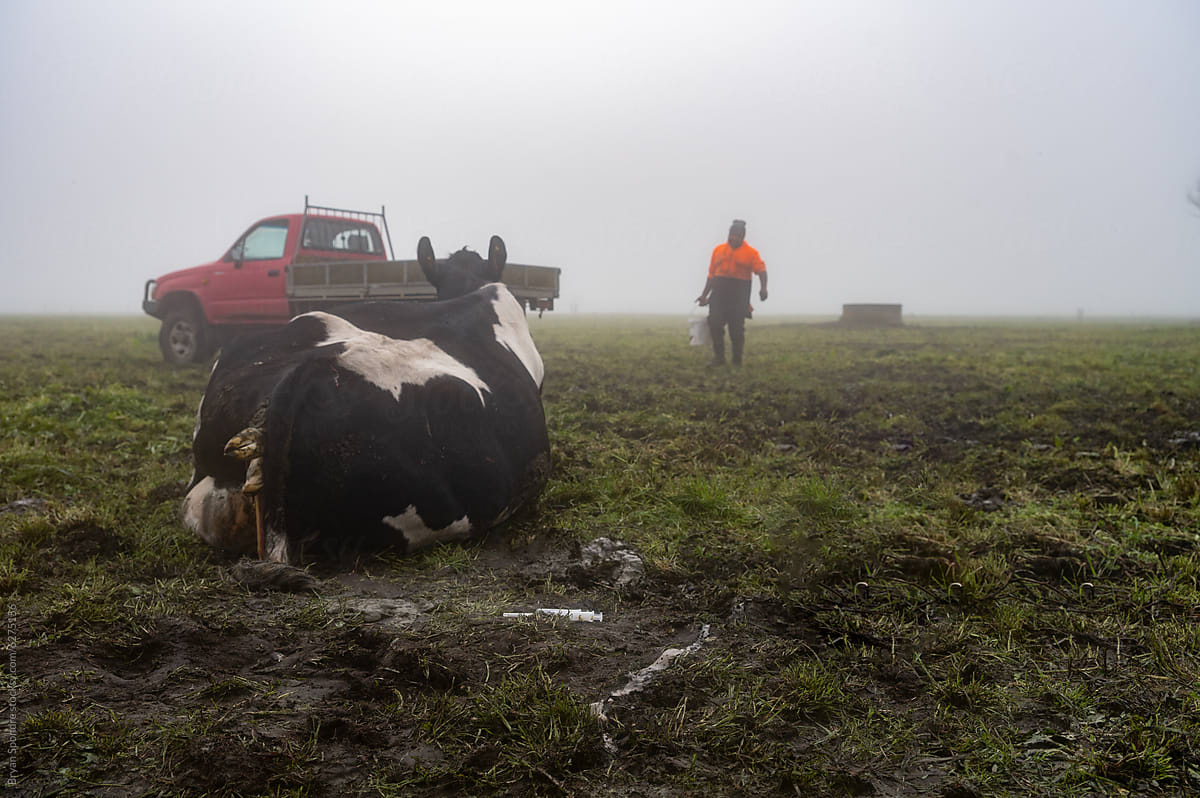 "Recumbent Cow Giving Birth" by Stocksy Contributor "Te Aroha ...