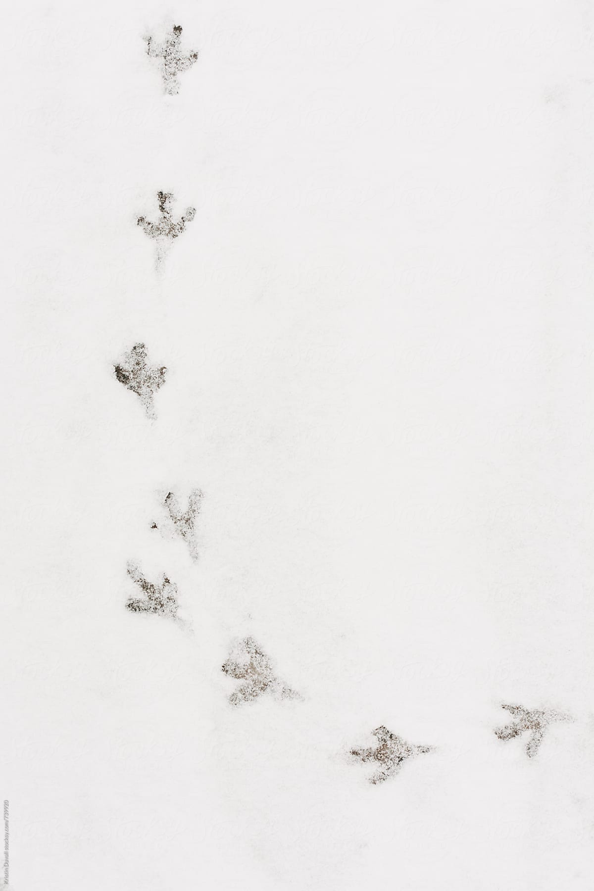 "Row Of Bird Tracks In Snow" by Stocksy Contributor "Kristin Duvall ...
