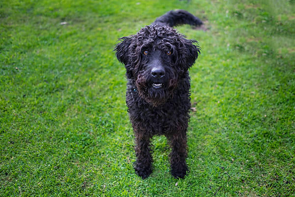 Black Labradoodle Puppies Labradoodle Puppies For Sale Greenfield