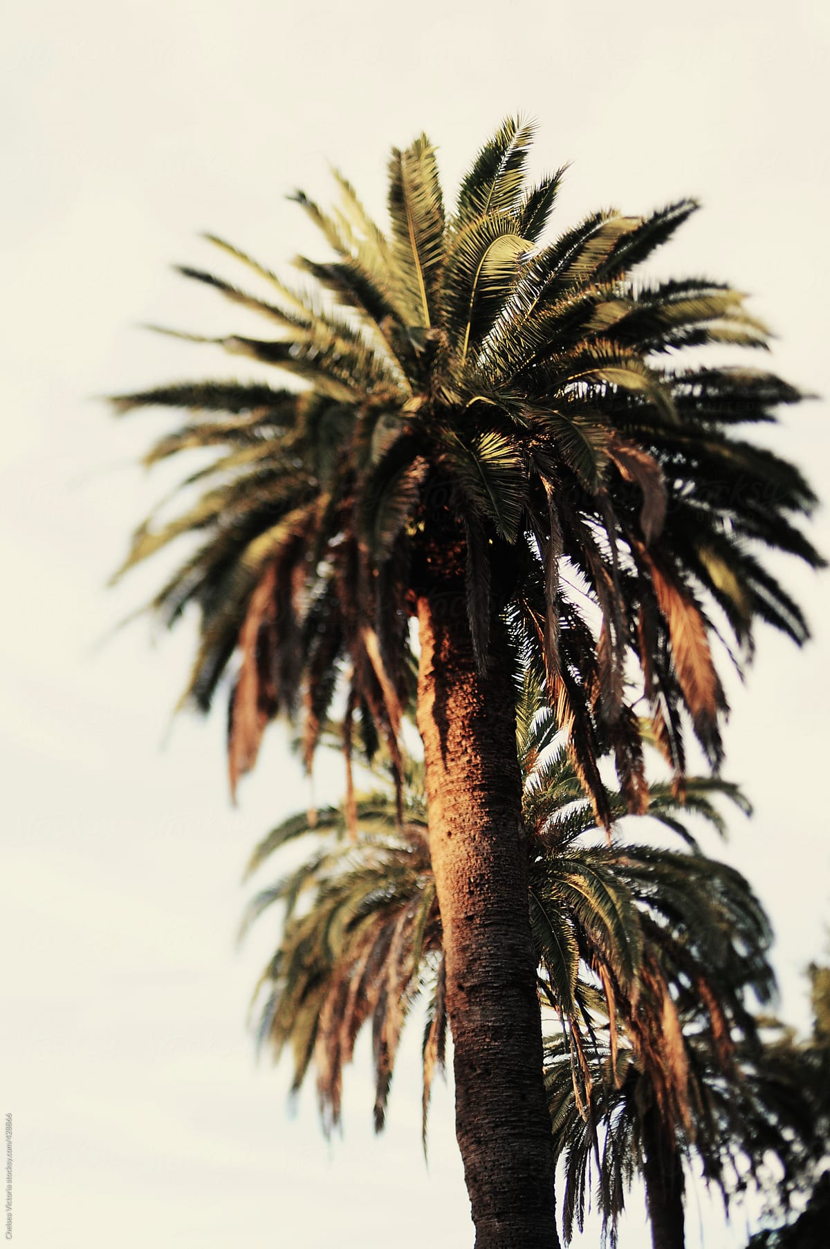 "Palm Trees In Northern California" by Stocksy Contributor "Chelsea ...