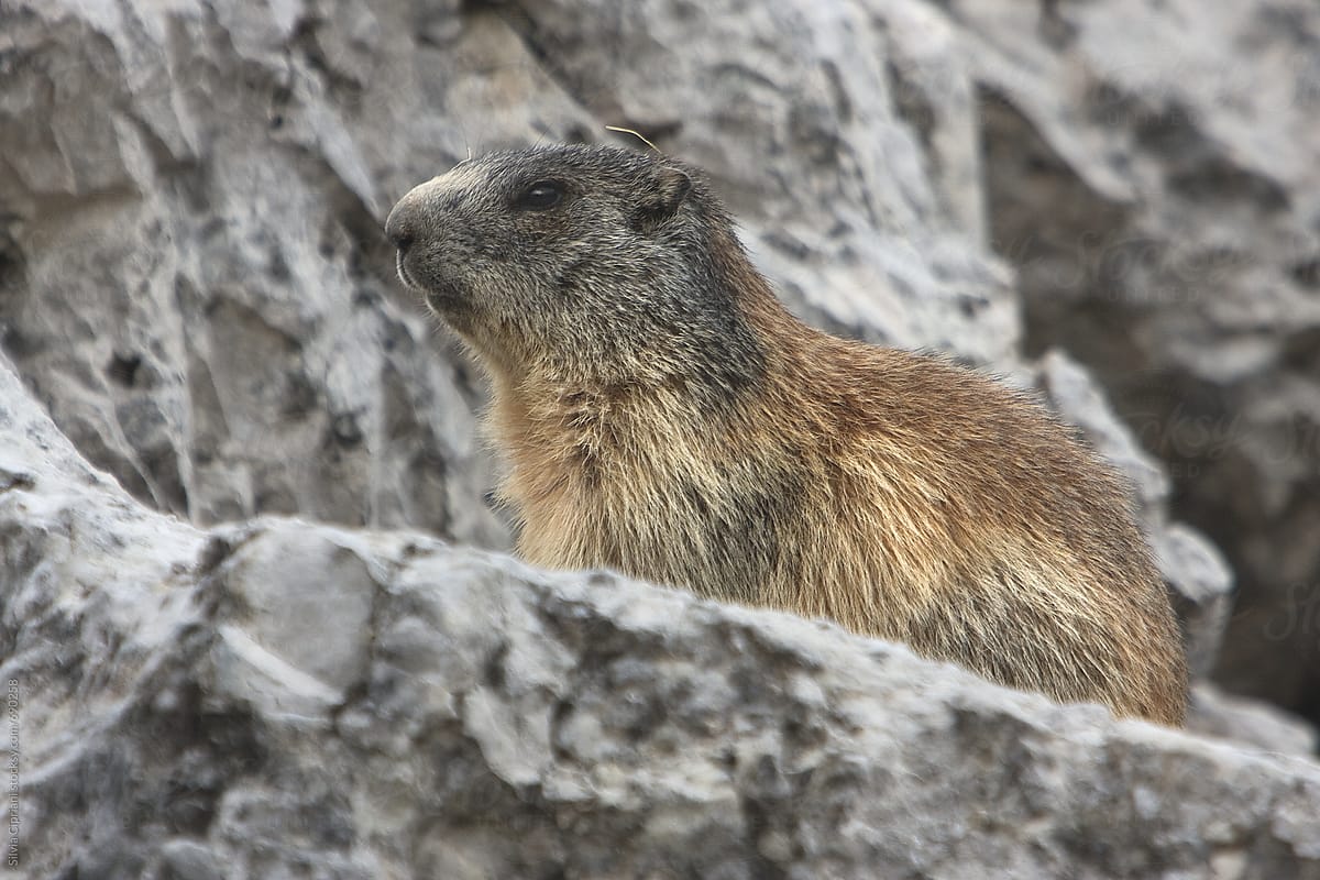 "A Wild Marmot In The Dolomites" by Stocksy Contributor "Bianca Loðbrók ...