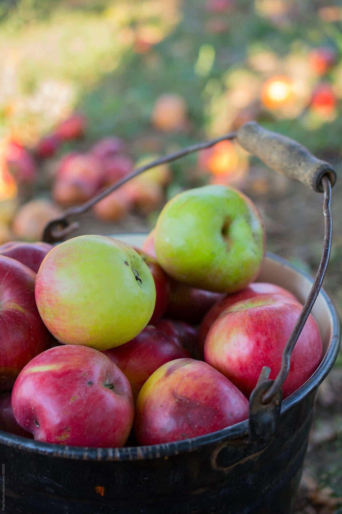 "Fresh Windfall Apples" by Stocksy Contributor "Sibila and Pavel" - Stocksy