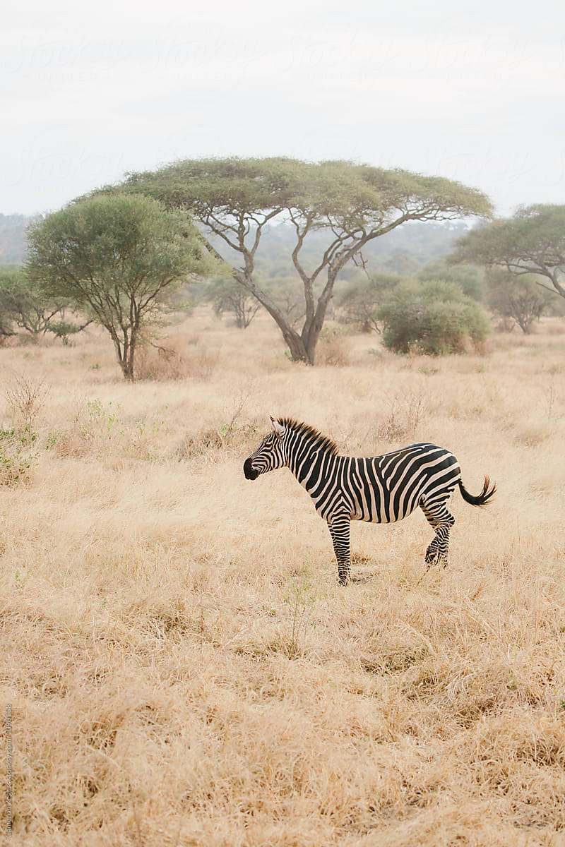 "Zebra And Acacia Trees" by Stocksy Contributor "Cameron Zegers" - Stocksy