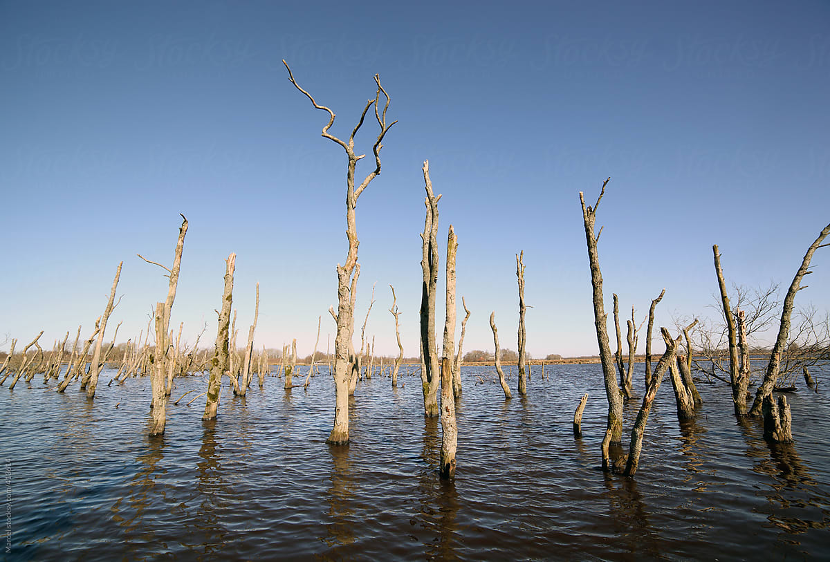"Dead Trees In A Flooded Area" by Stocksy Contributor "Marcel" - Stocksy