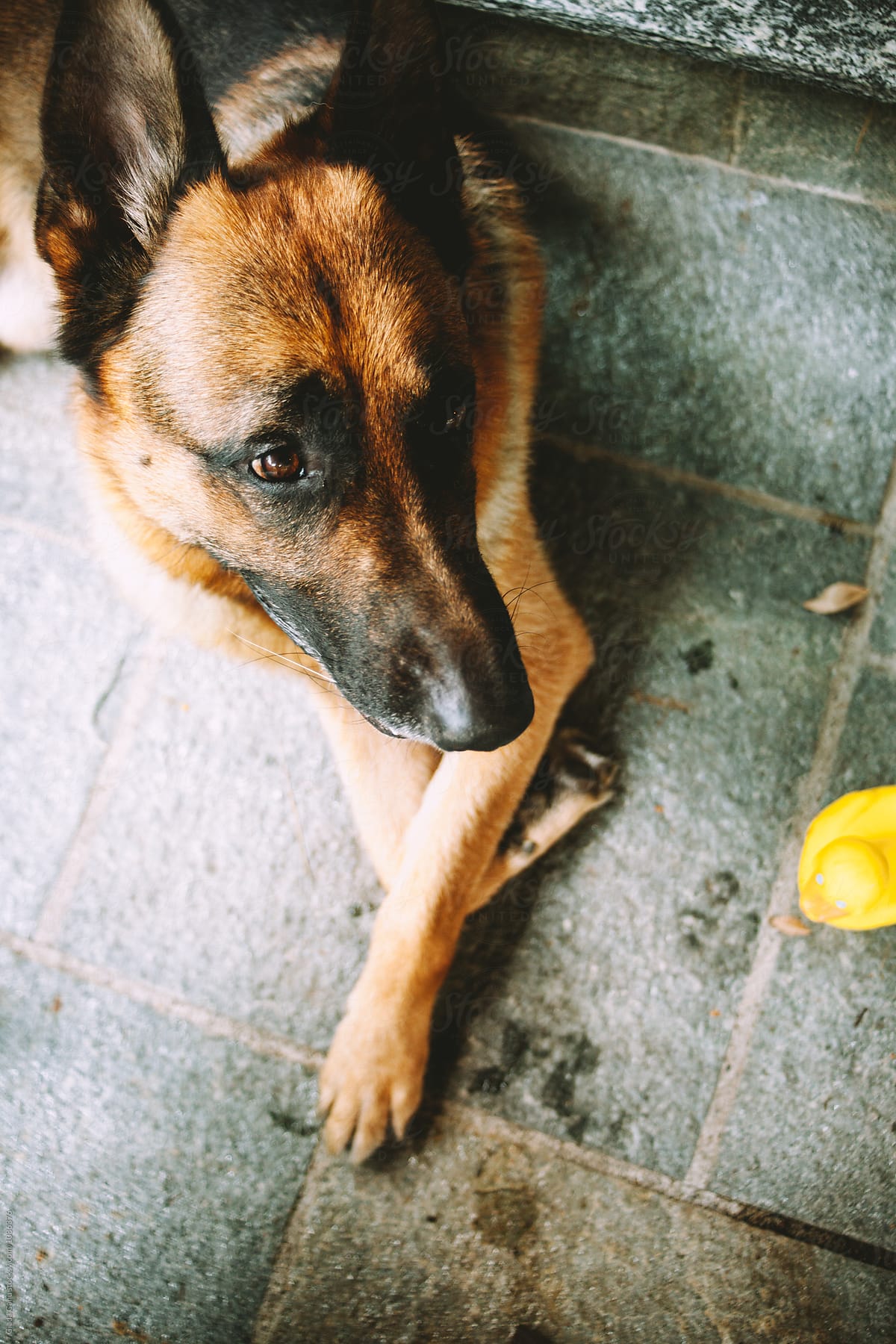 "A German Sheperd And His Plastic Duck" by Stocksy Contributor "Giada ...