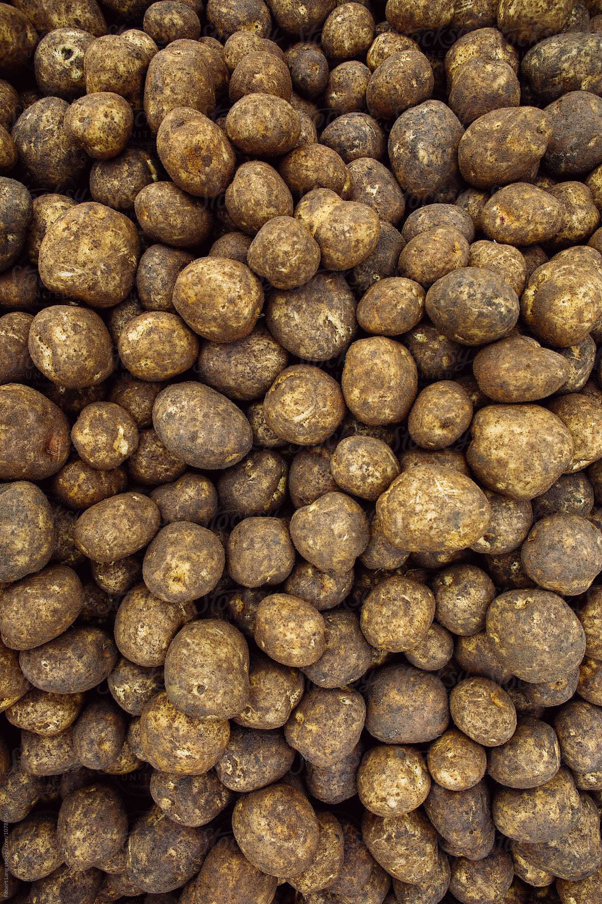 "Organically Grown Potatoes" by Stocksy Contributor "Robert Lang" - Stocksy