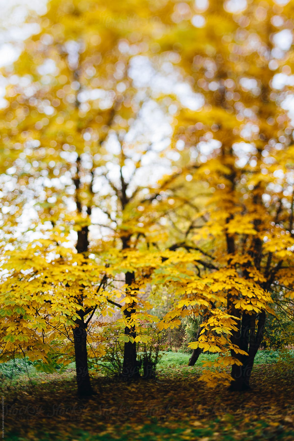 "Yellow Tree In The Park" by Stocksy Contributor "Alexey Kuzma" - Stocksy