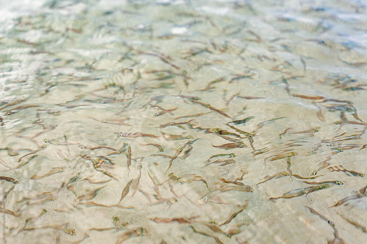 Minnows in the Caribbean - Stock Image - Everypixel