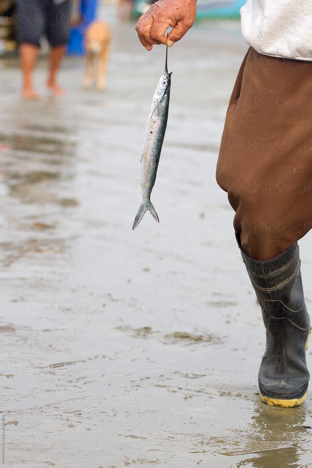"An Ecuadorian Fisherman Holding A Small Fish (halfbeak Or Ballyhoo ...
