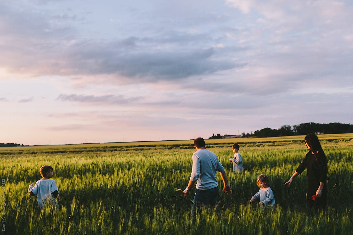 "Family With Three Boys Walkin Through The Barley Field" by Stocksy ...