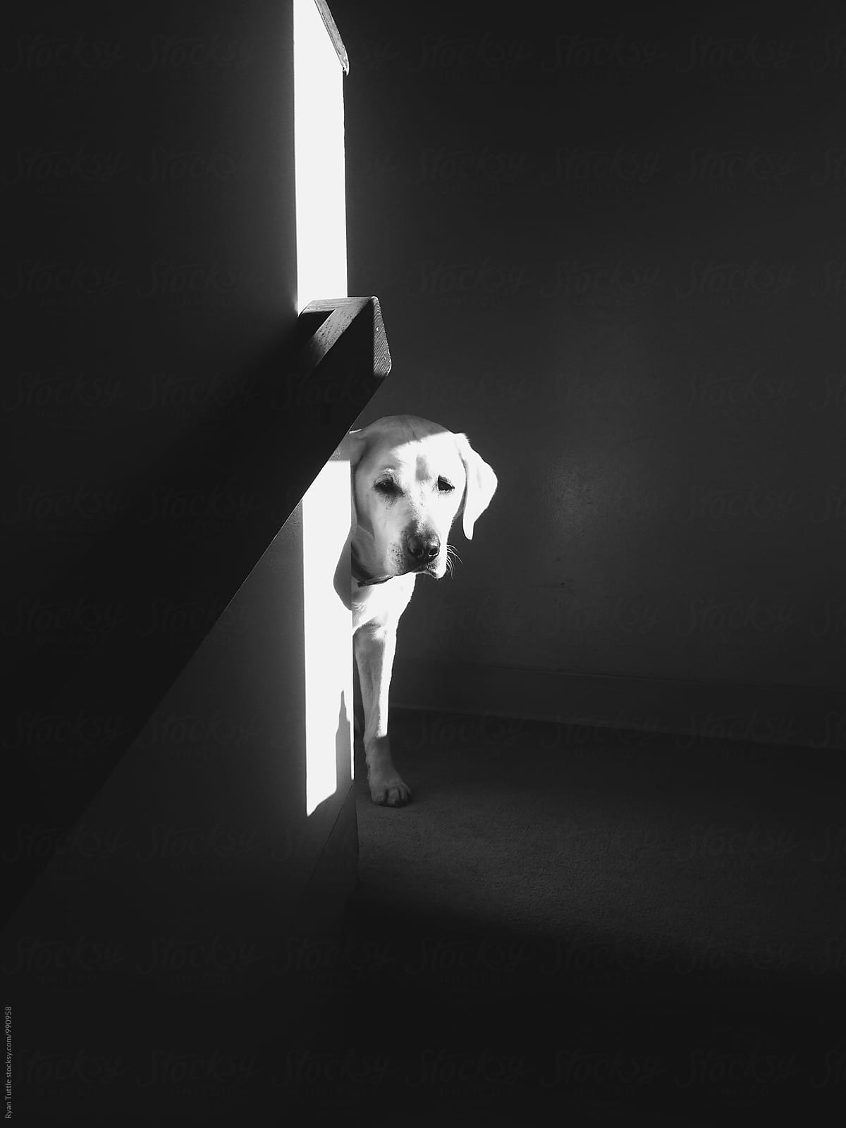 "Dog Looking Around The Corner" by Stocksy Contributor "Ryan Tuttle ...