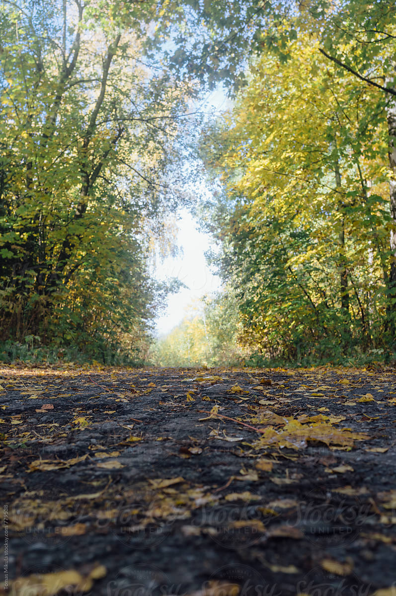 "Path With Fallen Leaves" by Stocksy Contributor "Tomas Mikula" - Stocksy
