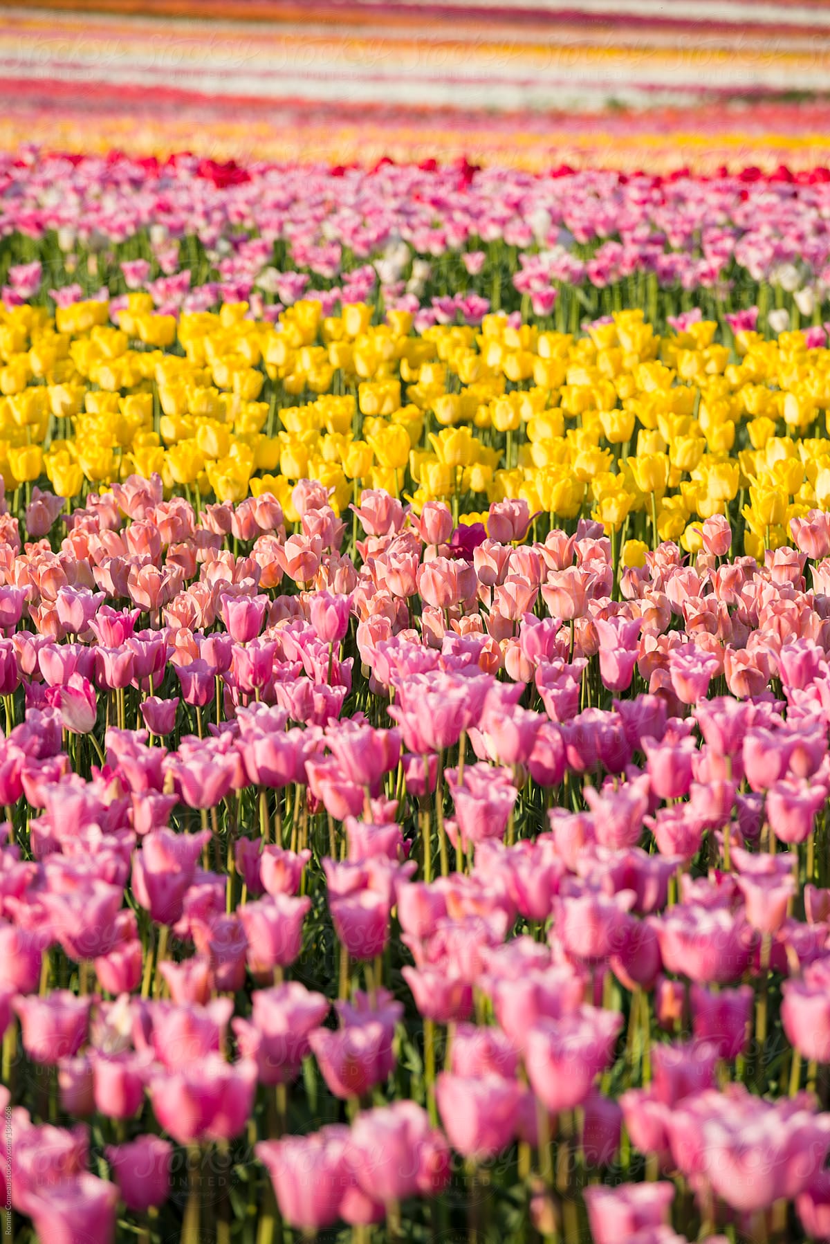 "Tulip Field" by Stocksy Contributor "Ronnie Comeau" - Stocksy