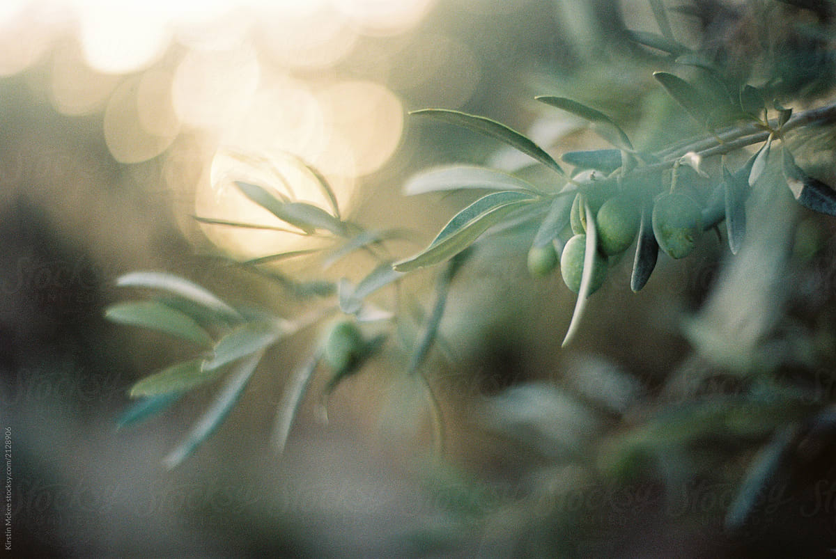 "Olive Branch With Olives At Sunset" by Stocksy Contributor "Kirstin ...