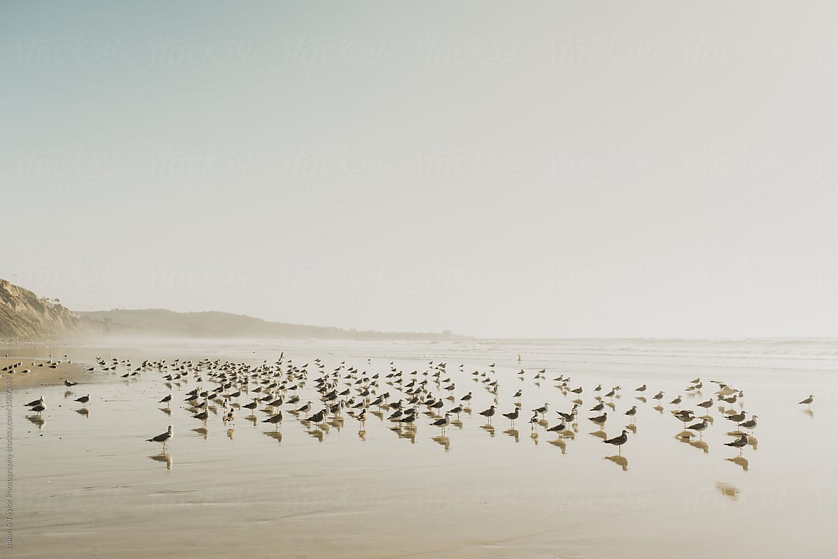 "Seagull Beach Landscape" by Stocksy Contributor "Itla" - Stocksy