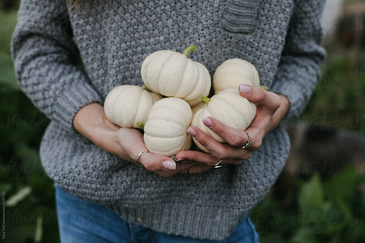 "White Mini Pumpkins Held In Hands" by Stocksy Contributor "Tana Teel ...