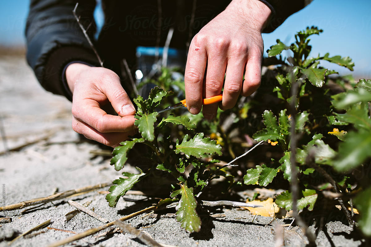 "Hand Trimming Plant" by Stocksy Contributor "Andrew Cebulka" - Stocksy