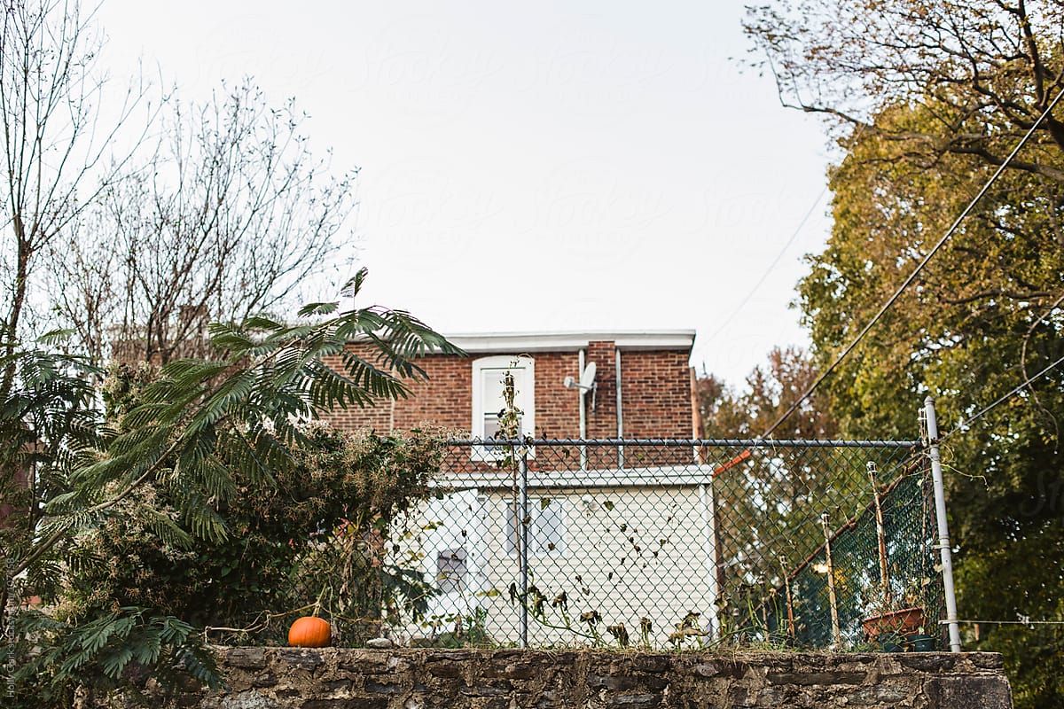 "An Orange Pumpkin Grows On A City Wall." by Stocksy Contributor "Holly ...