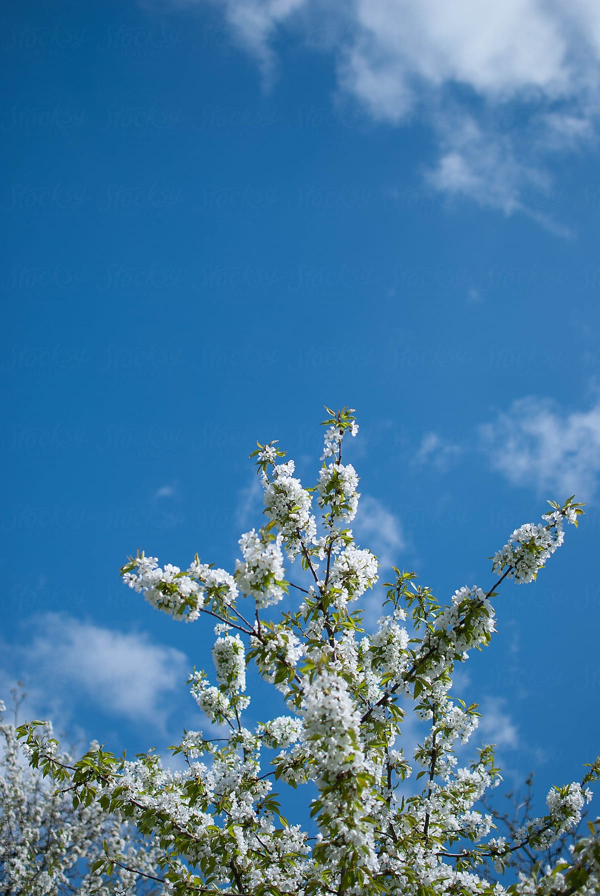 "White Blooming Cherry-tree" by Stocksy Contributor "Tomas Mikula ...