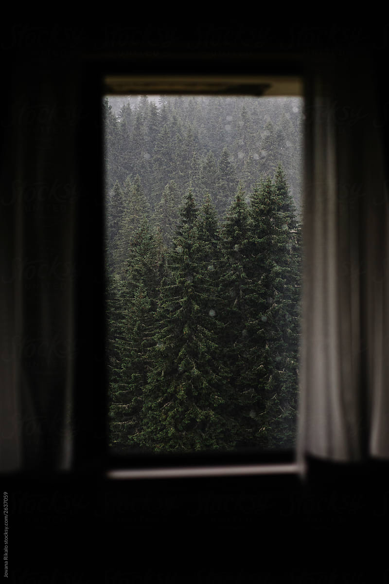 "Dark Room With Forest View" by Stocksy Contributor "Jovana Rikalo ...