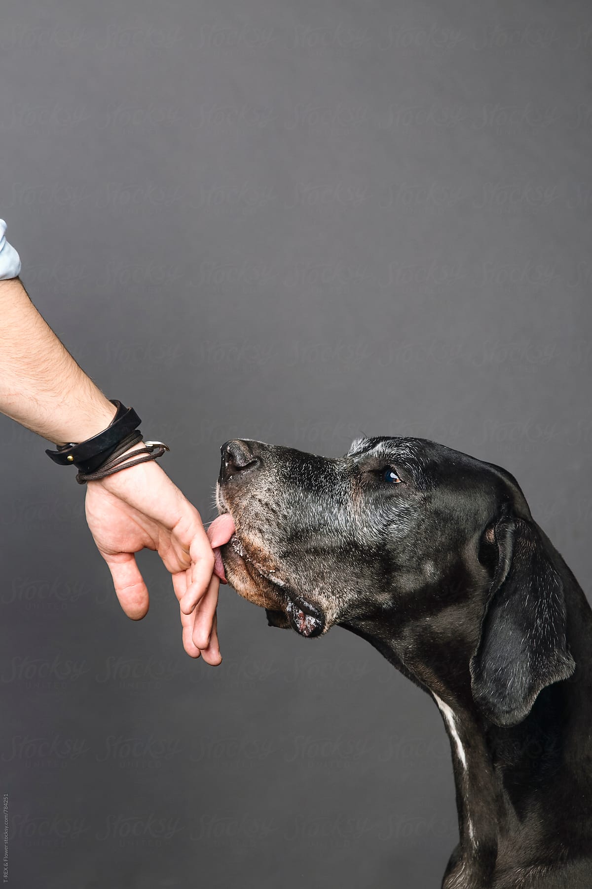 "German Dane Licking Man's Hand" by Stocksy Contributor "Danil Nevsky ...