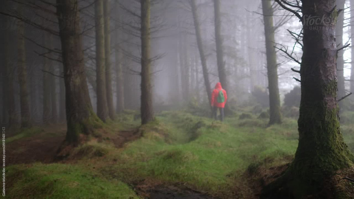 "Walking In A Misty Forest" by Stocksy Contributor "Catherine MacBride ...