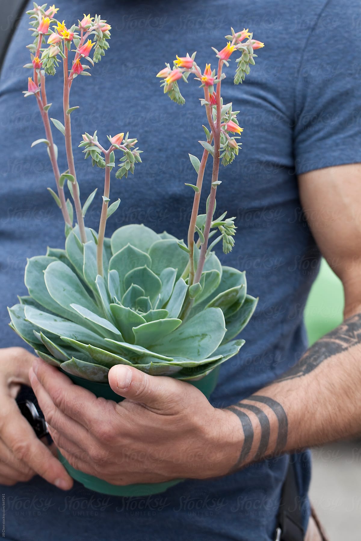 "Man Holding Cactus Plant" by Stocksy Contributor "Jill Chen" - Stocksy