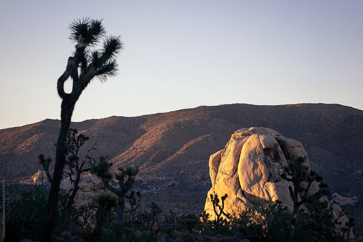 "Desert Plains Of Joshua Tree National Park." by Stocksy Contributor ...