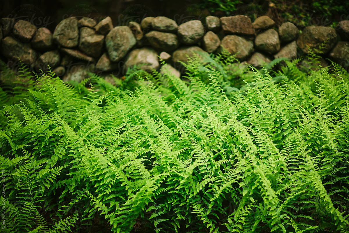 "Ferns In New England Forest" by Stocksy Contributor "Raymond Forbes ...